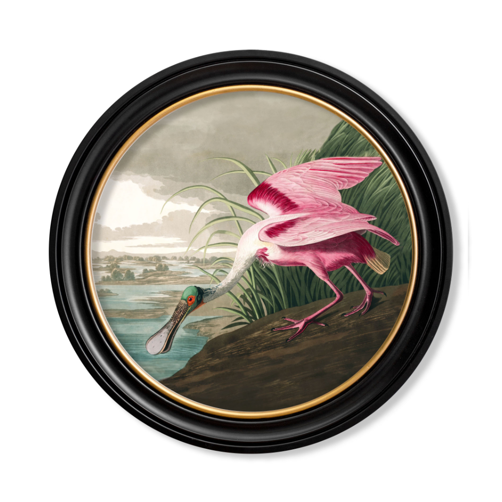 Roseate Spoonbill Framed Art Print • The British Emporium