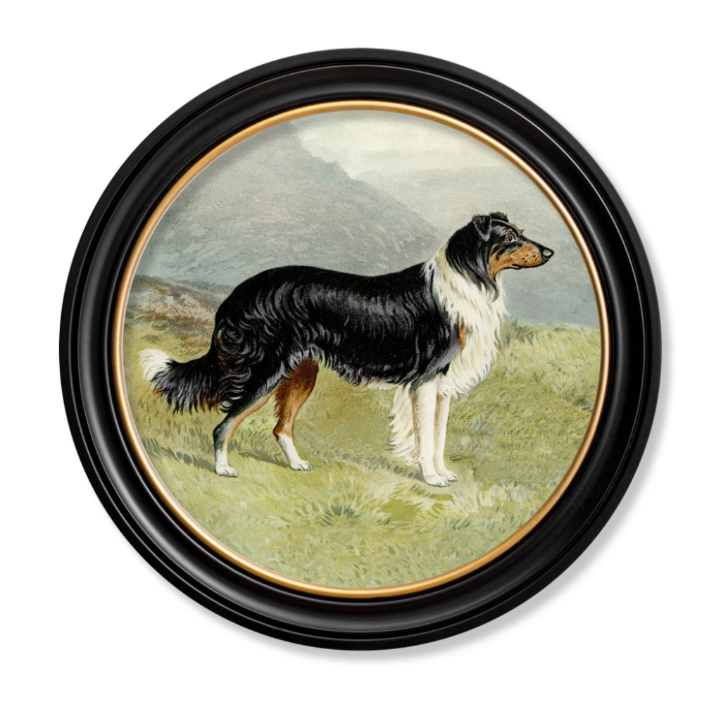 Border Collie Framed Art Print In Round Frame • The British Emporium